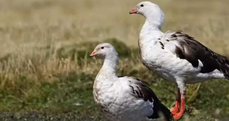 Ciudadano AGRO - Se prohíbe la venta de aves vivas en todo el país