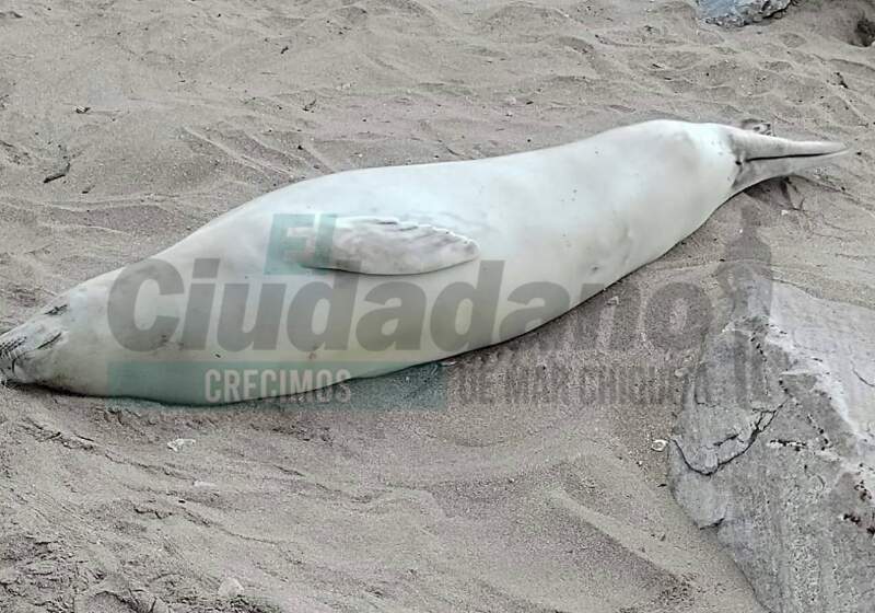 El Ciudadano de Mar Chiquita - Reapareció la foca cangrejera, esta vez ...