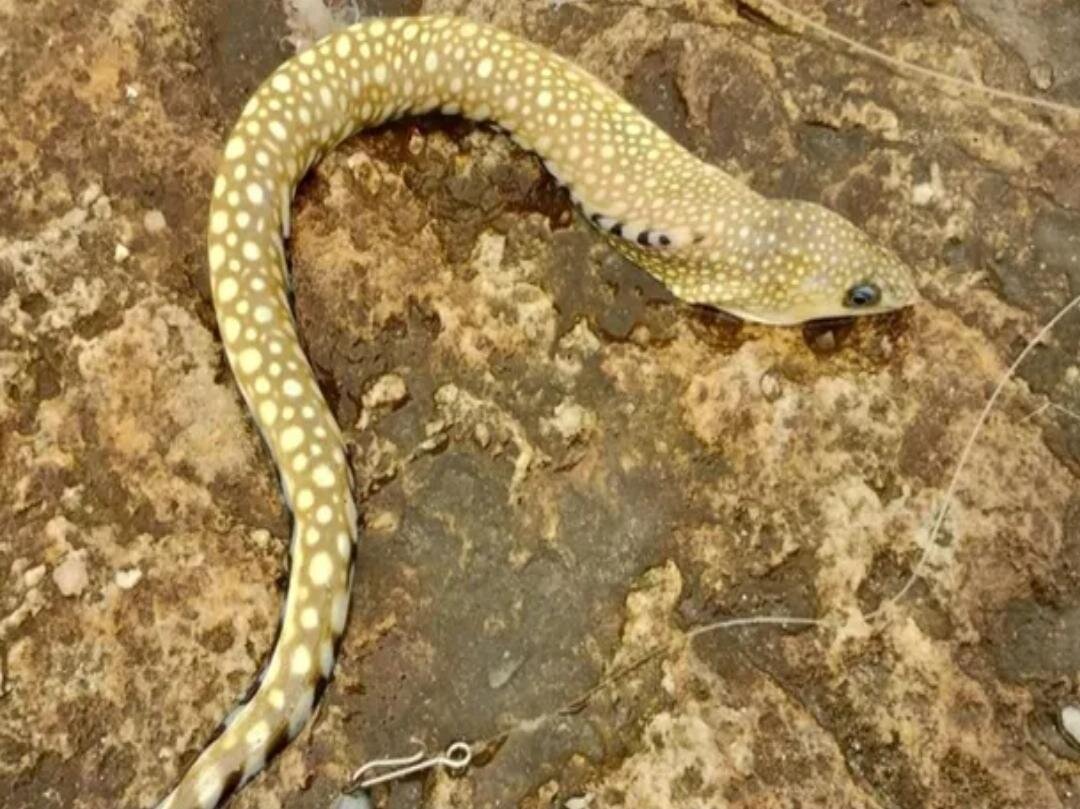 El Ciudadano de Mar Chiquita - ¿Qué tipo de animal es el que apareció ...