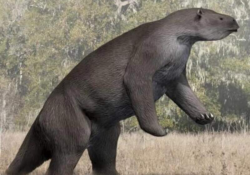 El Ciudadano de Mar Chiquita - Confirman que los restos fósiles ...